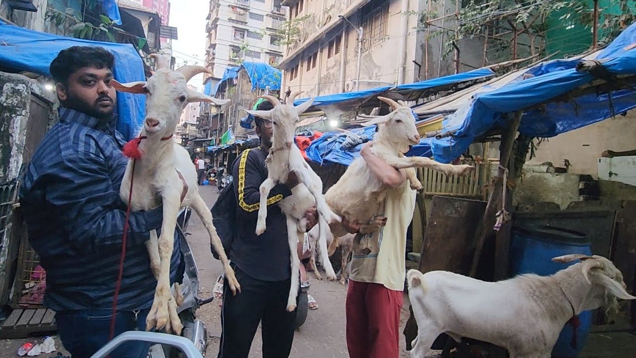 Saste Main Sanean Goat Kids At GK Goat Farm | The King Of Boer Goats ...