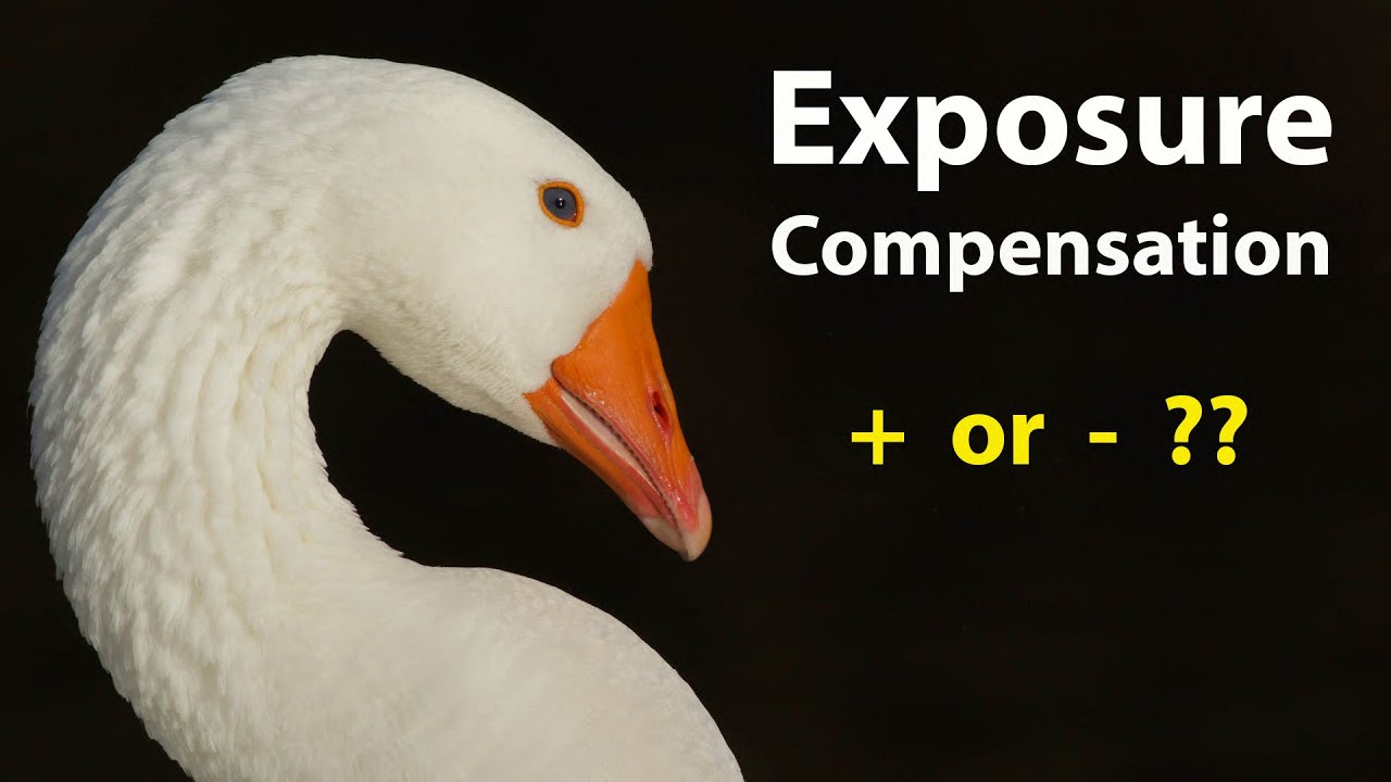 Wildlife Photography Tips: How to Use Exposure Compensation (Canon ...