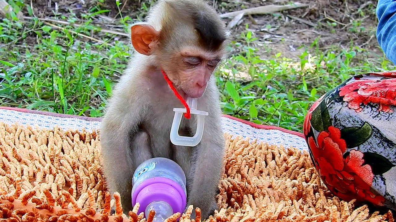 Elly take a rest at rice field and her mom easy to wear diaper when ...