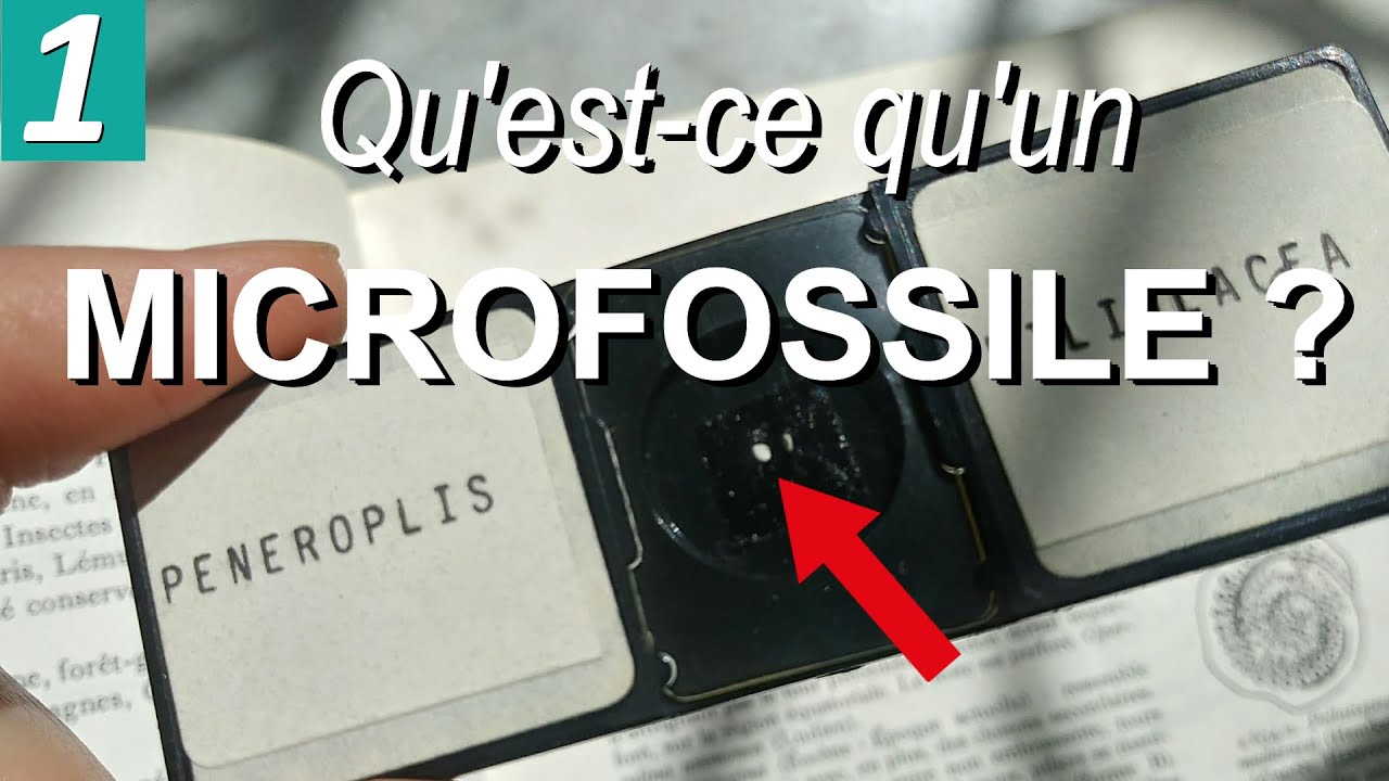Les MICROFOSSILES - Définition par Mme RUAULT-DJERRAB - YouTube