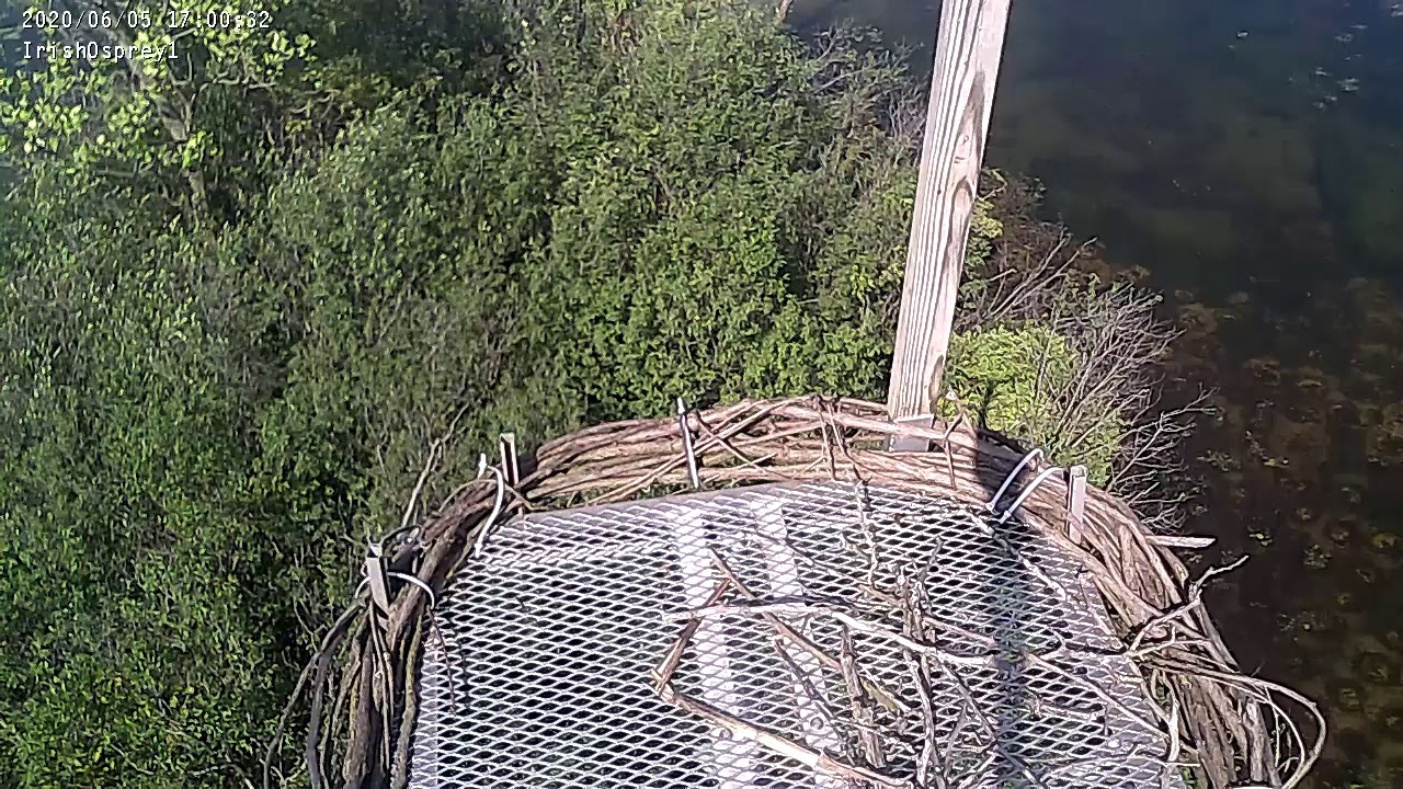 Irish Lake Indiana Osprey Cam Live Stream - YouTube