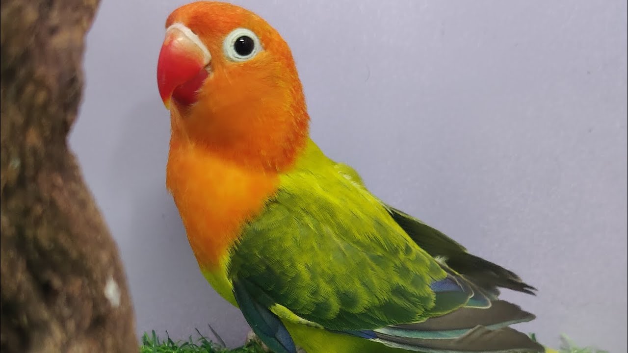 Beauty of Green Euwing Opline/parblue | green euwing opline | # ...