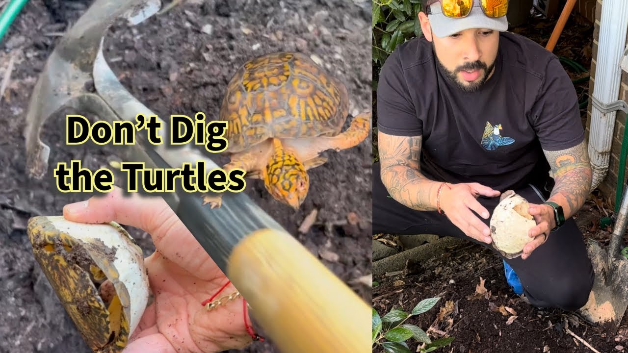 This is what happens When you Dig a Hole for the Turtles to Brumate ...