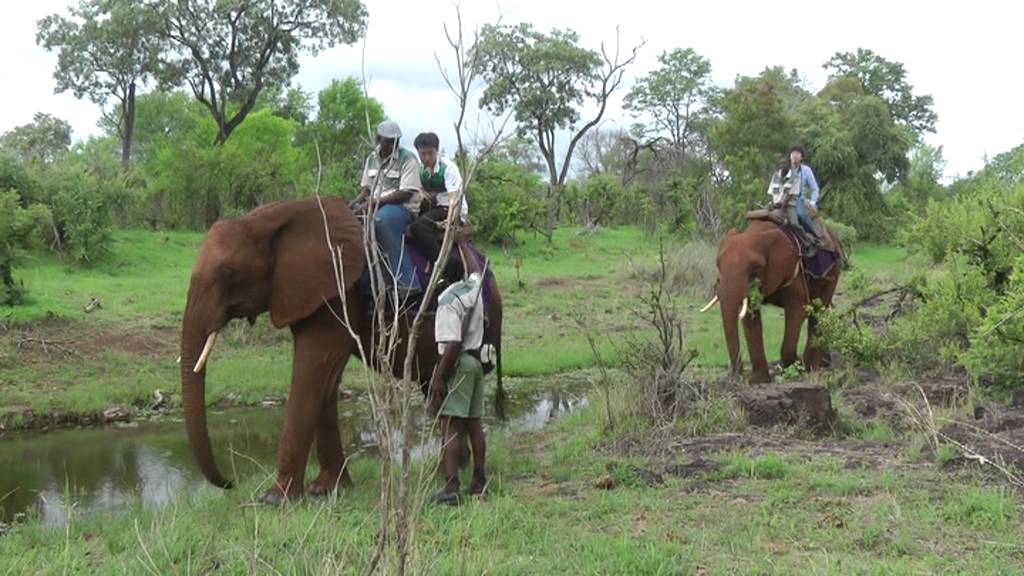 Victoria Falls Elephant Back Safari - YouTube