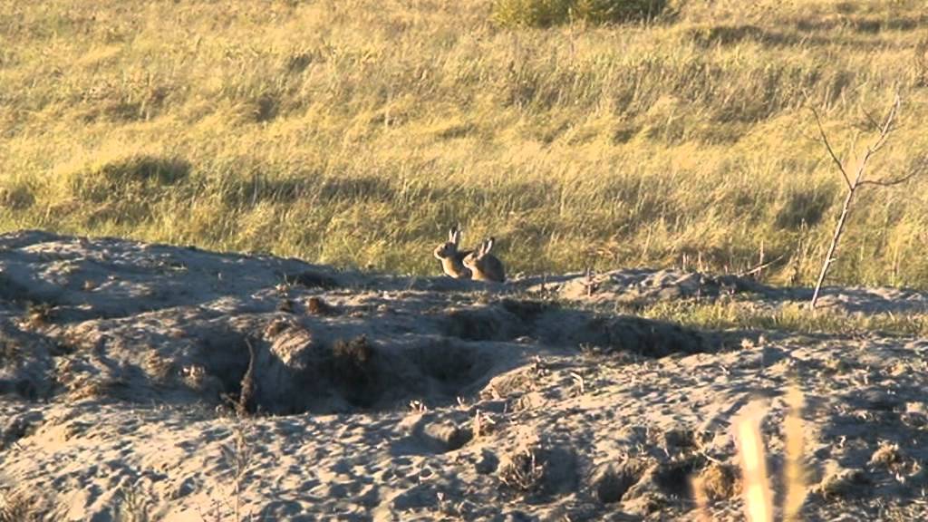 Bow hunting rabbit in Hungary - YouTube