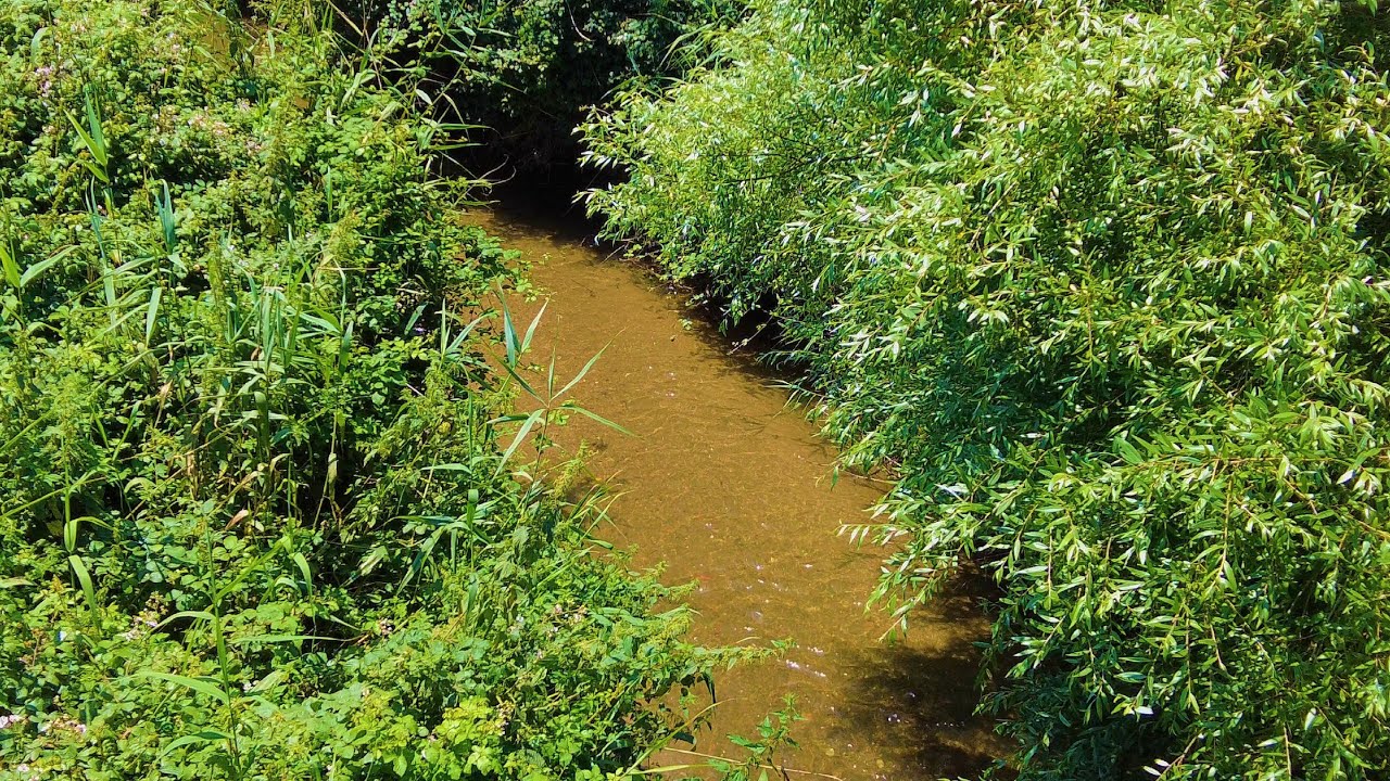 10 Minutes Relax - Brook running slowly through bushes in the forest ...