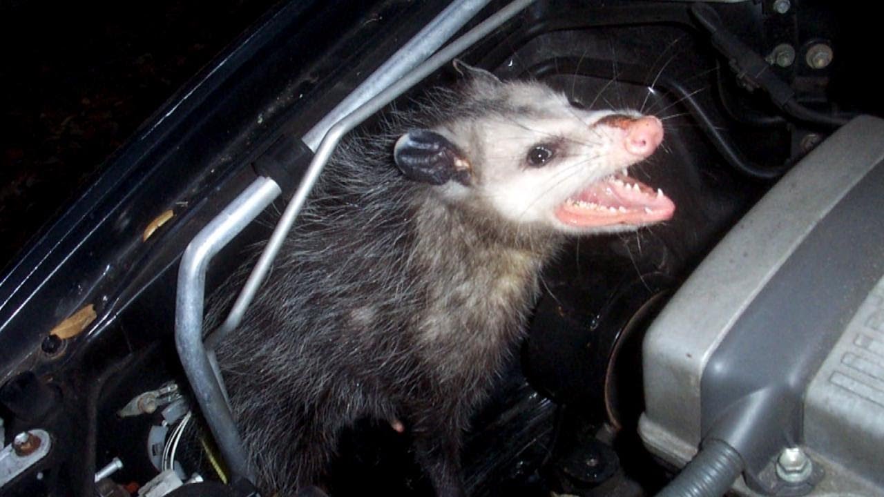 Are There Creatures Living in Your Car You Don’t Know About? - YouTube