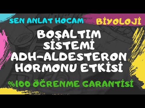 BOŞALTIM SİSTEMİ KONU ANLATIMI 8 | ADH VE ALDESTERON HORMONU  | AYT BİYOLOJİ | ✅