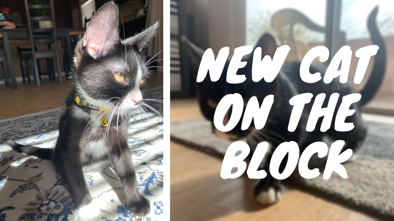 NEW CAT ON THE BLOCK! our FIRST pet - YouTube
