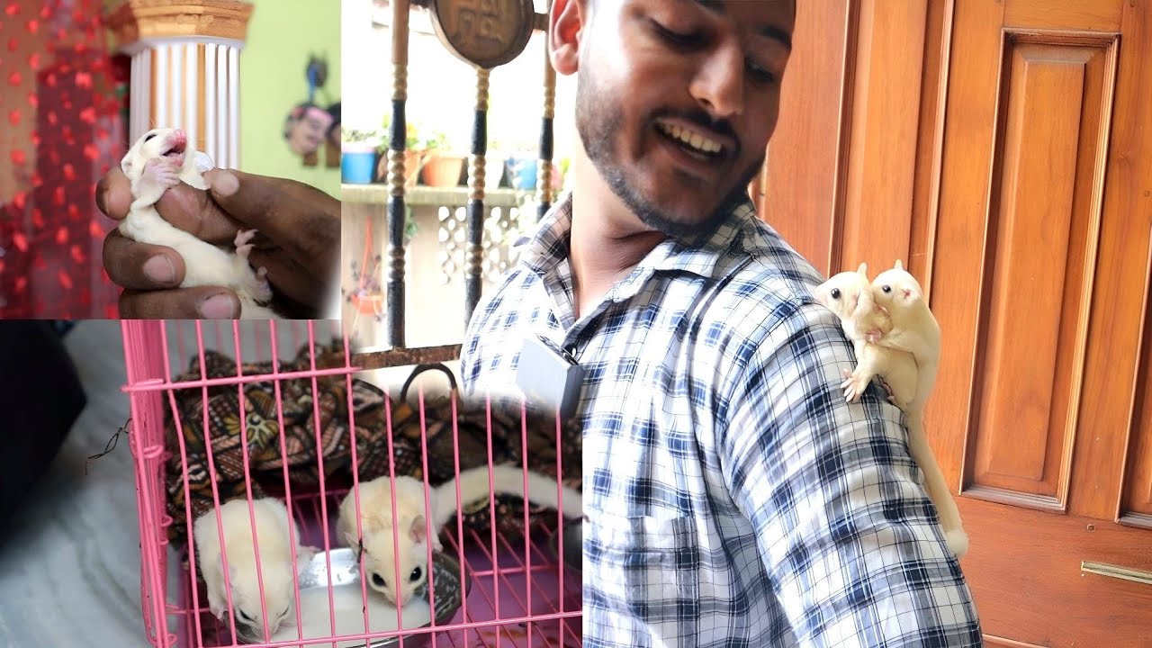 New member come to add our exotic birds Aviary/sugar glider lucy come ...