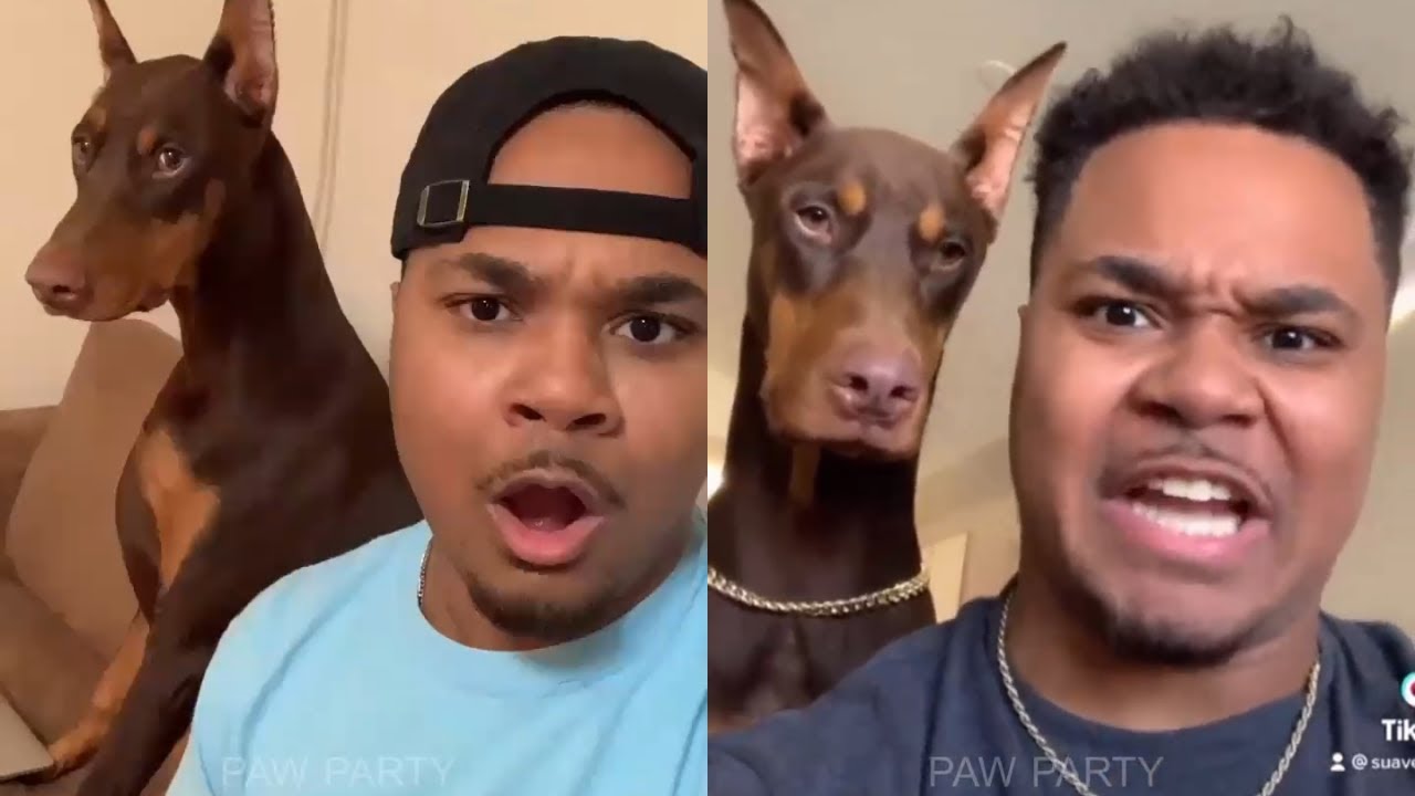 🐶 Funny Doberman of Internet | Knox the Doberman #1 | Paw Party 🔥 - YouTube