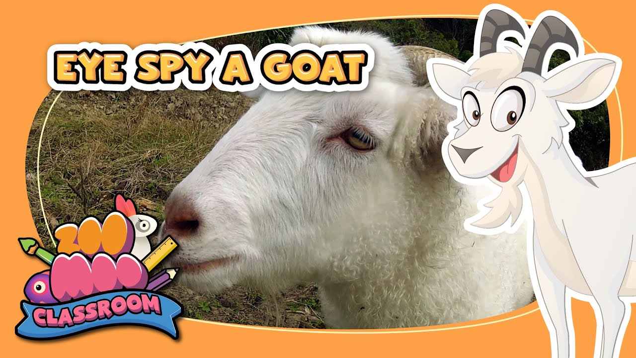 Eye Spy Goat | ZooMoo - YouTube