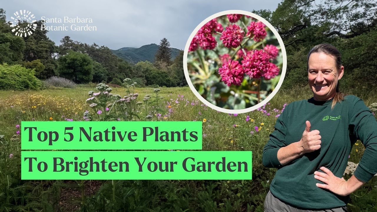 Top Five Native Plants to Brighten Your Garden | With Stephanie Ranes ...