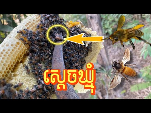 ទើបឃើញស្តេចឃ្មុំលើកទីមួយទេ/Seeing the king bee for the first time # ...