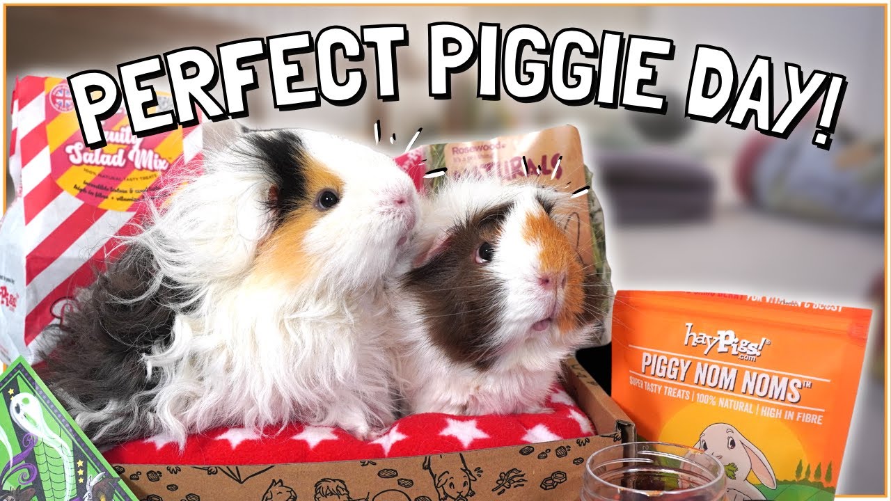 Spending the Perfect Fall Day with the Guinea Pigs! 🍁🐹 - YouTube