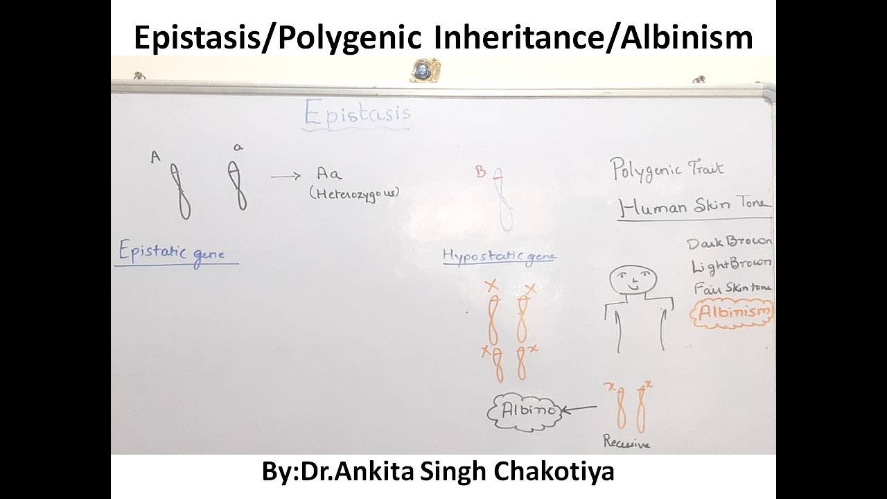 Epistasis/Polygenic Inheritance/Albinism/Epistatic and Hypostatic gene ...