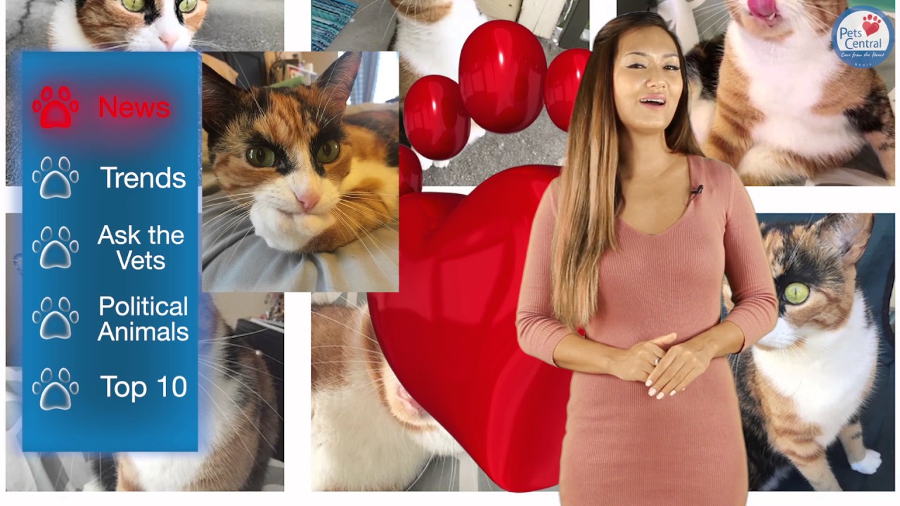 Disapproving Cat! - Pets Central - YouTube