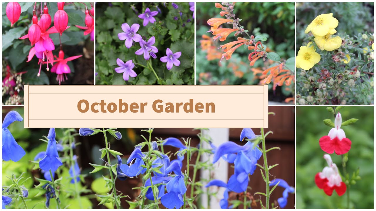 October Autumn garden tour flower tour update my walled garden 2021 UK ...