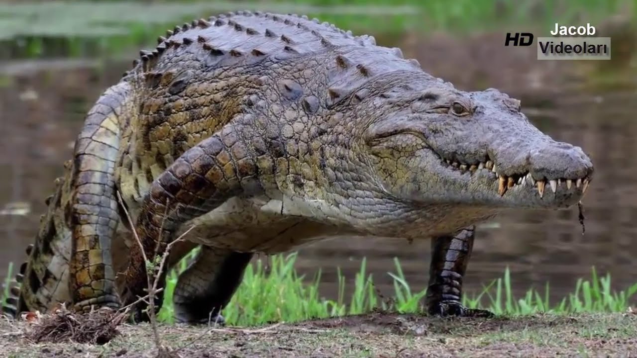 Most Amazing Wild Animals Attacks-Animal Fights-Wild Life- Animal ...