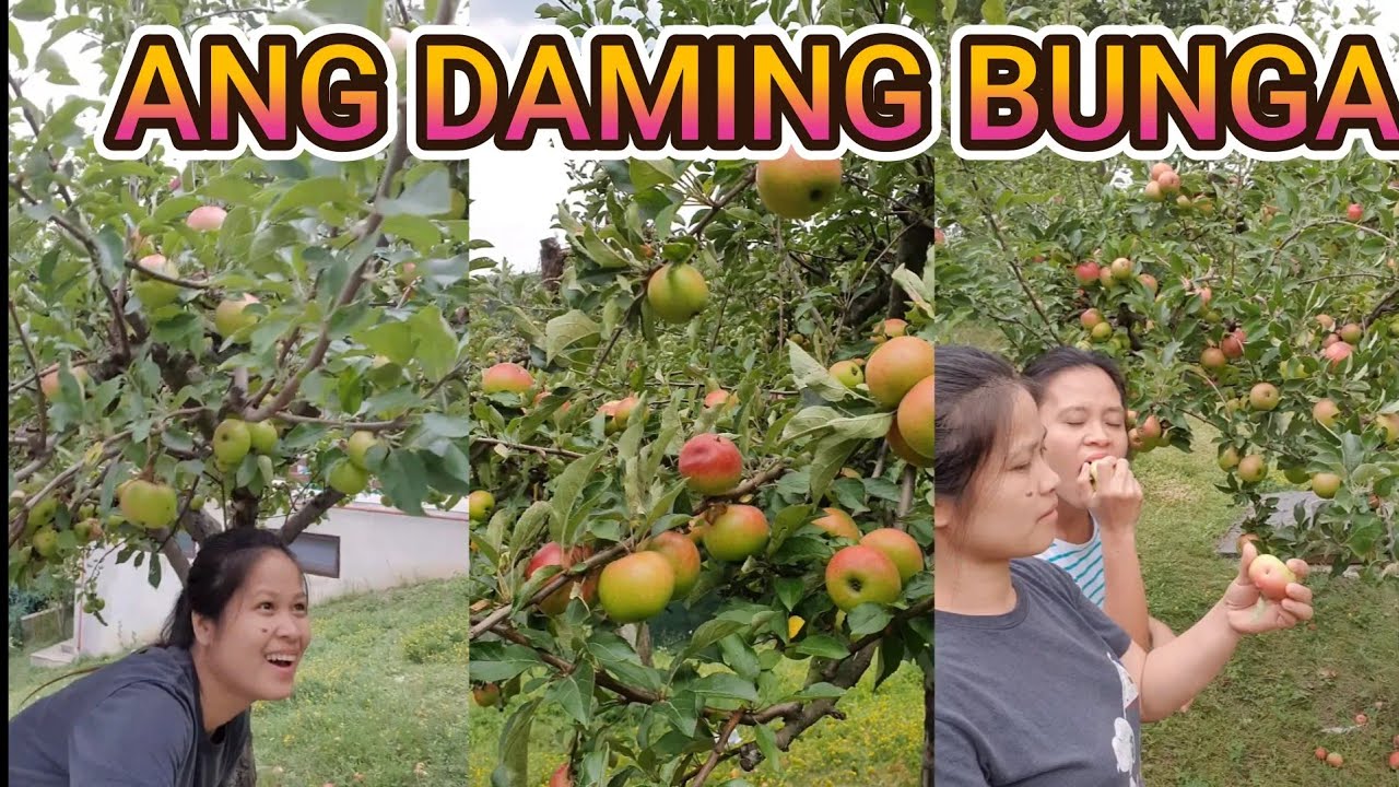 SA ISANG PUNO NG APPLE GRABI ANG DAMING BUNGA | TOUR KO KAYO DITO ...