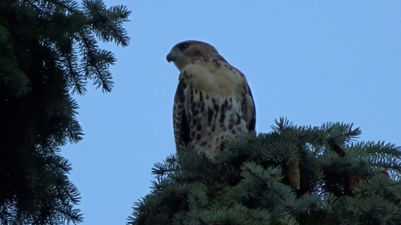 Hawk Stalking Prey - YouTube