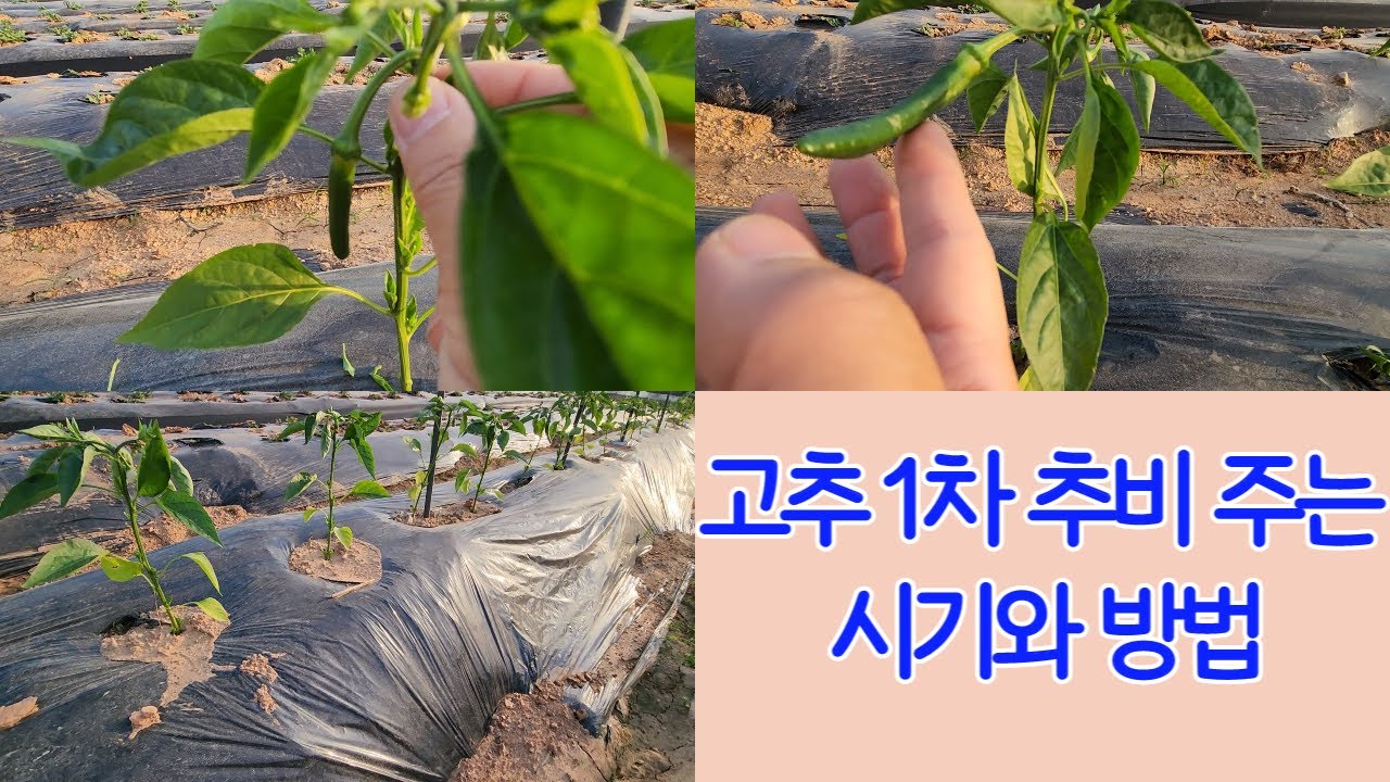 고추 1차 추비 주는 시기 고추 모종 정식 후 1차 추비를 줬습니다 추비 주는 시기에 맞춰서 줘야 고추가 죽지 않아요
