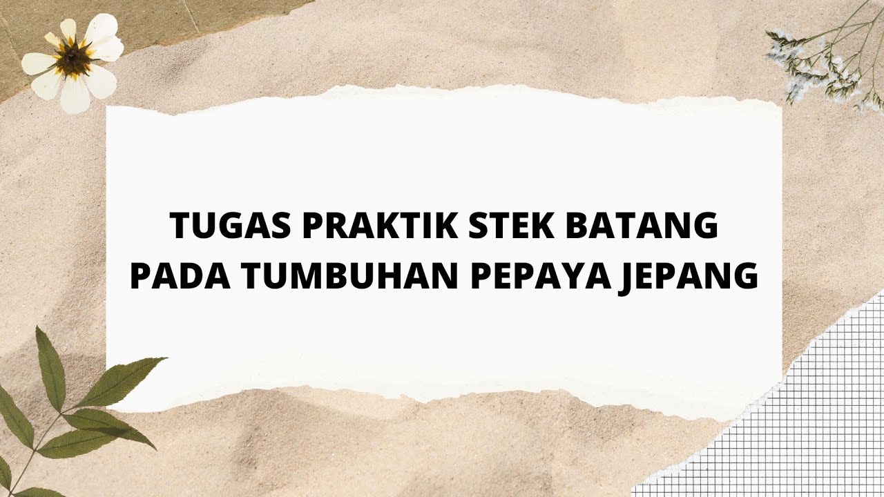 PRAKTIK STEK BATANG PADA TUMBUHAN PEPAYA JEPANG (TUGAS IPA KELAS 9 BAB ...