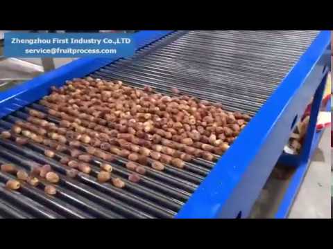 dates palm grading machine，dates sorting machine, dates grader - YouTube