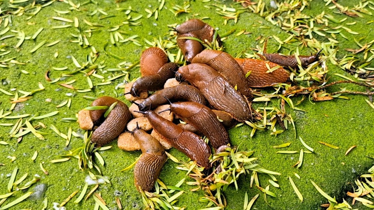 Slugs Feasting! -Funny time lapse- - YouTube