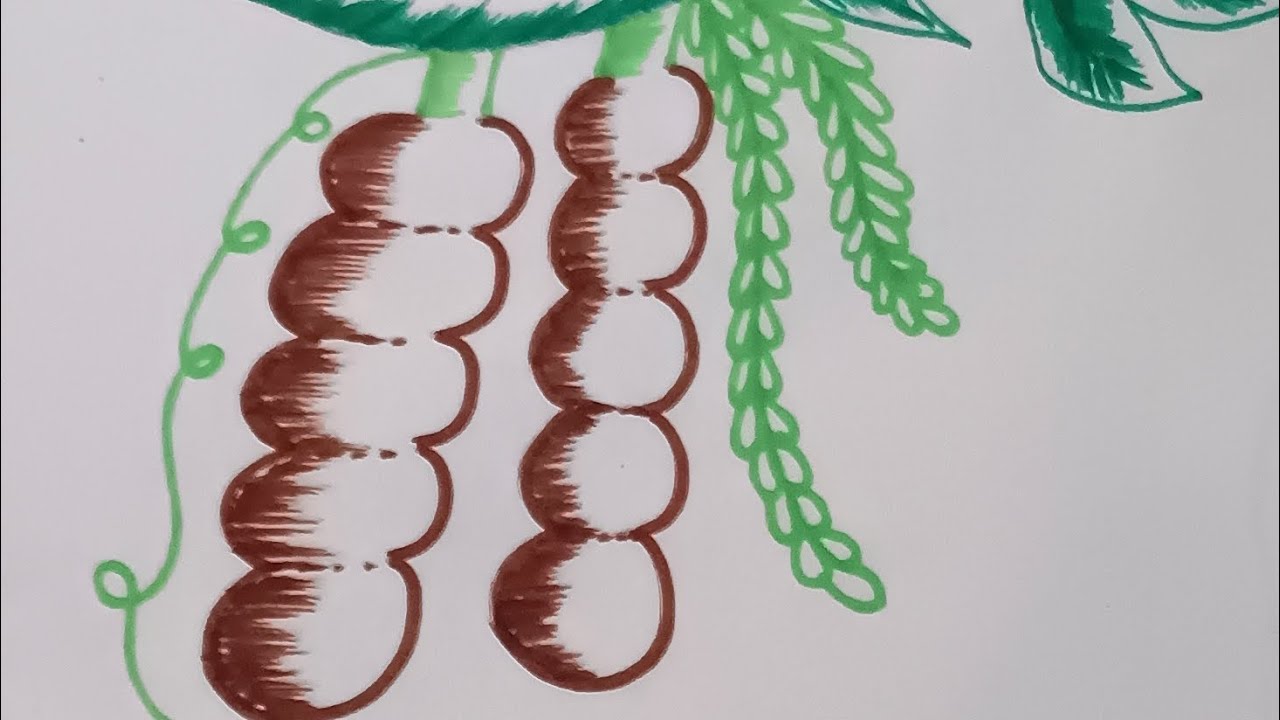 How to draw tamarind (easy drawing) step by step tamarind drowning/ All ...