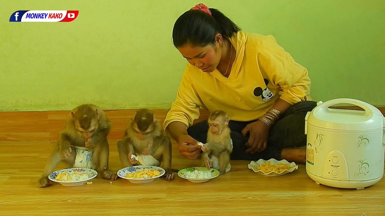 Family Monkey Kako | Tiny Baby Olly Eating Rice With Fried Egg First ...