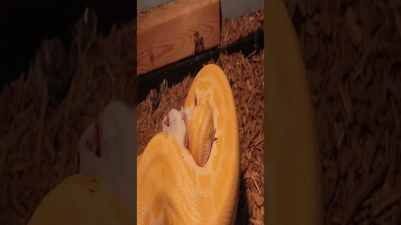 Burmese Python Live Feeding with a mouse! #shorts #python #livefeeding ...