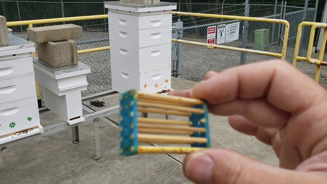 City Bees 13 Jail Break Queen Escaped - YouTube