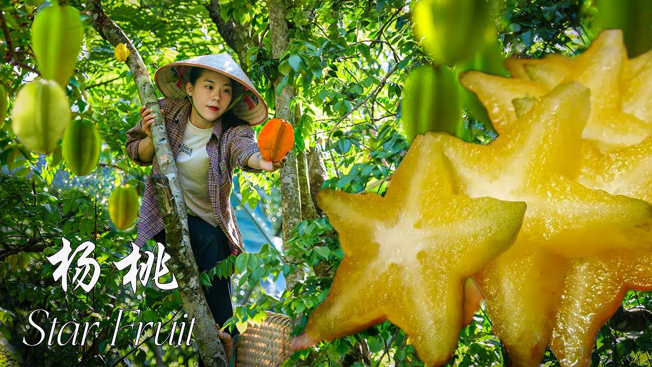 Harvesting Star Fruit: The Treasure Fruit with Five Pointed Stars ...