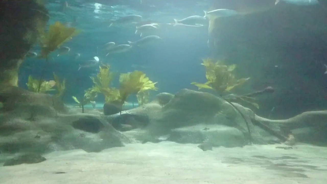 National Aquarium of New Zealand - YouTube