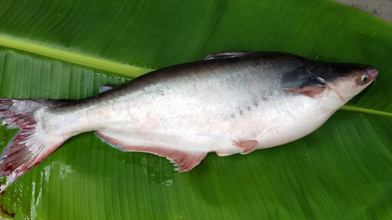 ALIVE & Fresh Big Pankas Fish Cutting By Woman | Pangas Fish Cutting ...
