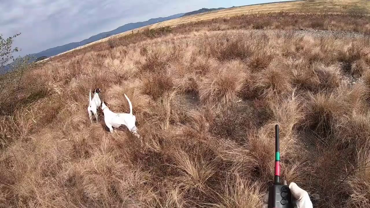 ELHEW POINTER - YouTube