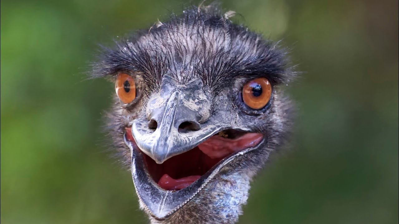 Emu Biggest Bird In The World Ever Recorded ! - YouTube
