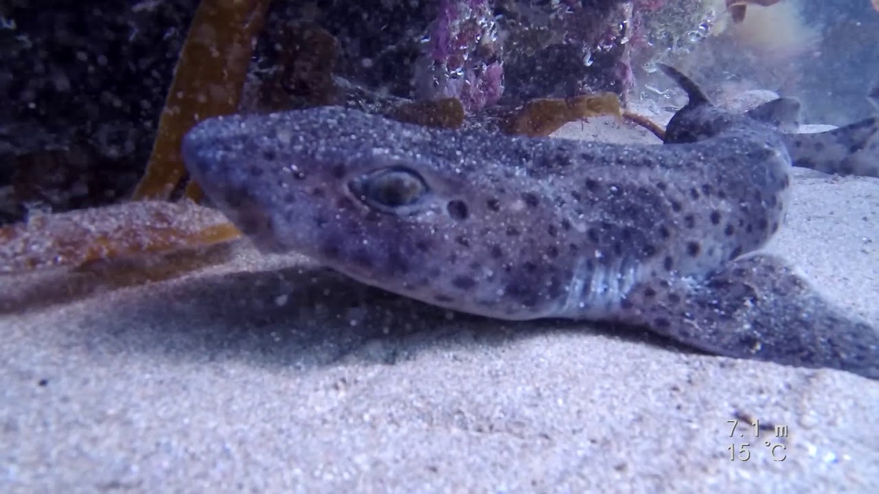 Thurlestone Beach and SS Louis Sheid - YouTube
