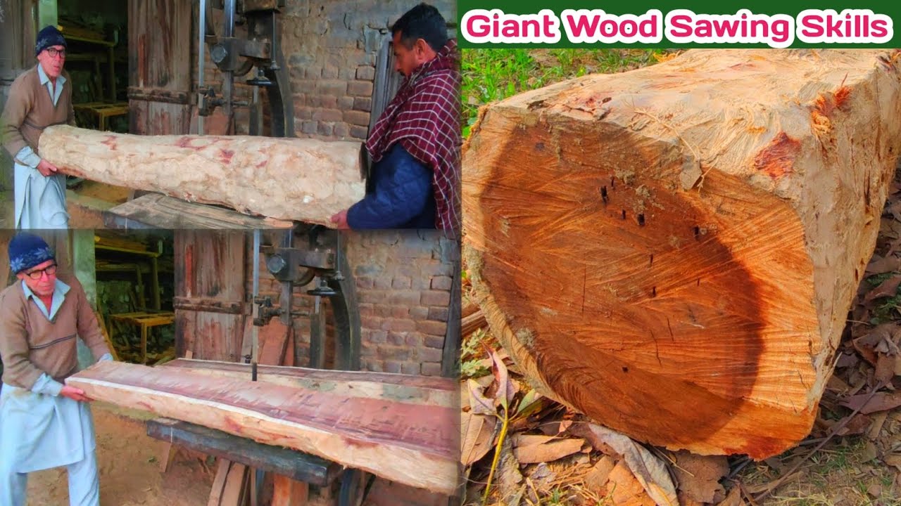 Giant Wood Sawing Skills | Wood Has Two Beautiful Colours You Ever Seen | Awan Wood Works - YouTube