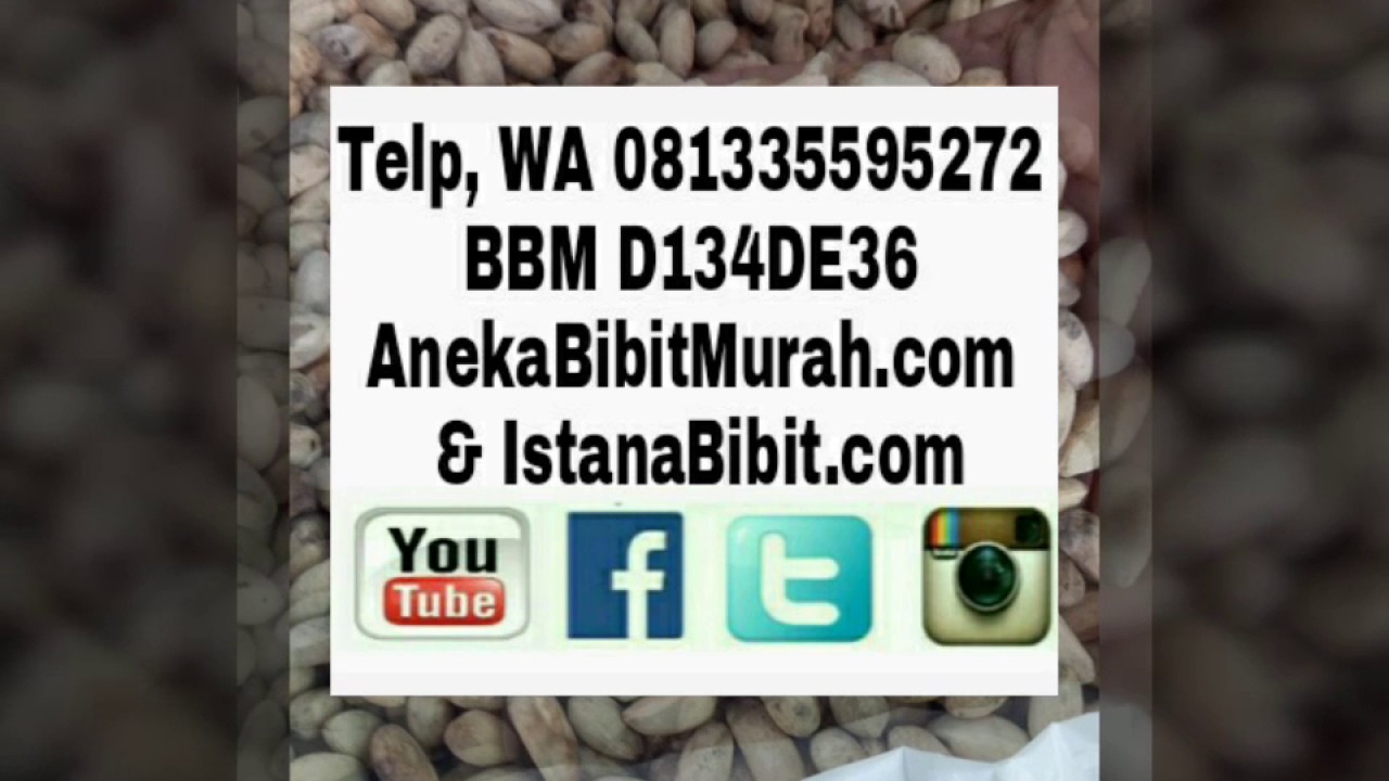 Jual beli biji pohon mimba harga grosir 0813 3559 5272 - YouTube