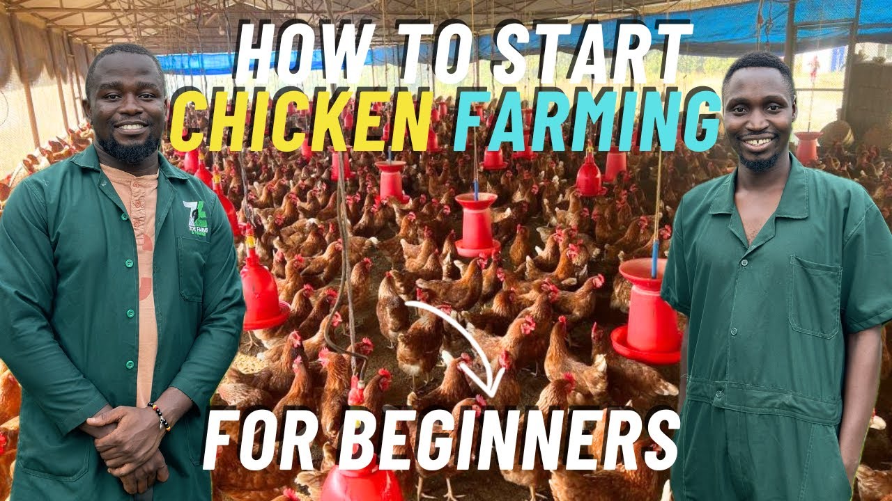 How To Start a Poultry Farm For Beginners and Make Money - YouTube