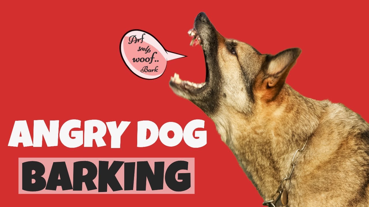 Angry Dog Barking Sound Compilation (See How Your Dog REACTS & RESPOND ...