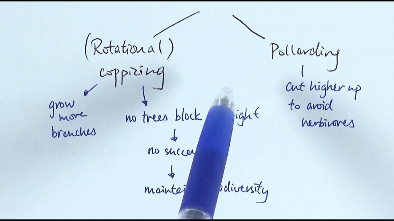 A2 Biology - Sustainability (OCR A Chapter 24.5) - YouTube