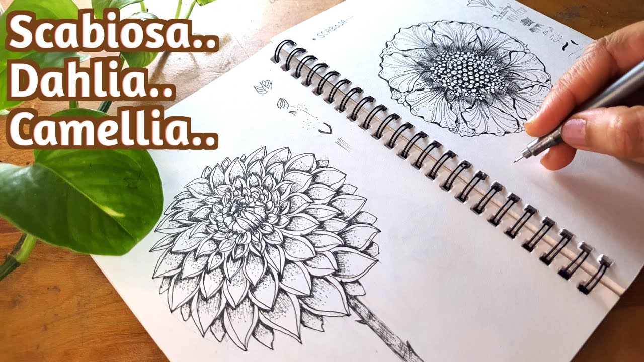 How To Draw Flowers || Step By Step CAMELLIA, DAHLIA & SCABIOSA. - YouTube