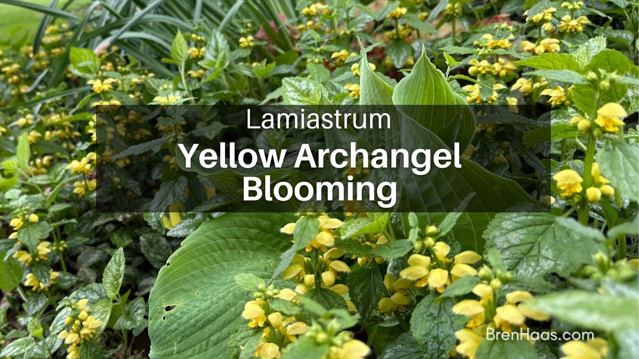 Flowering Yellow Archangel - Lamiastrum in The Garden - YouTube