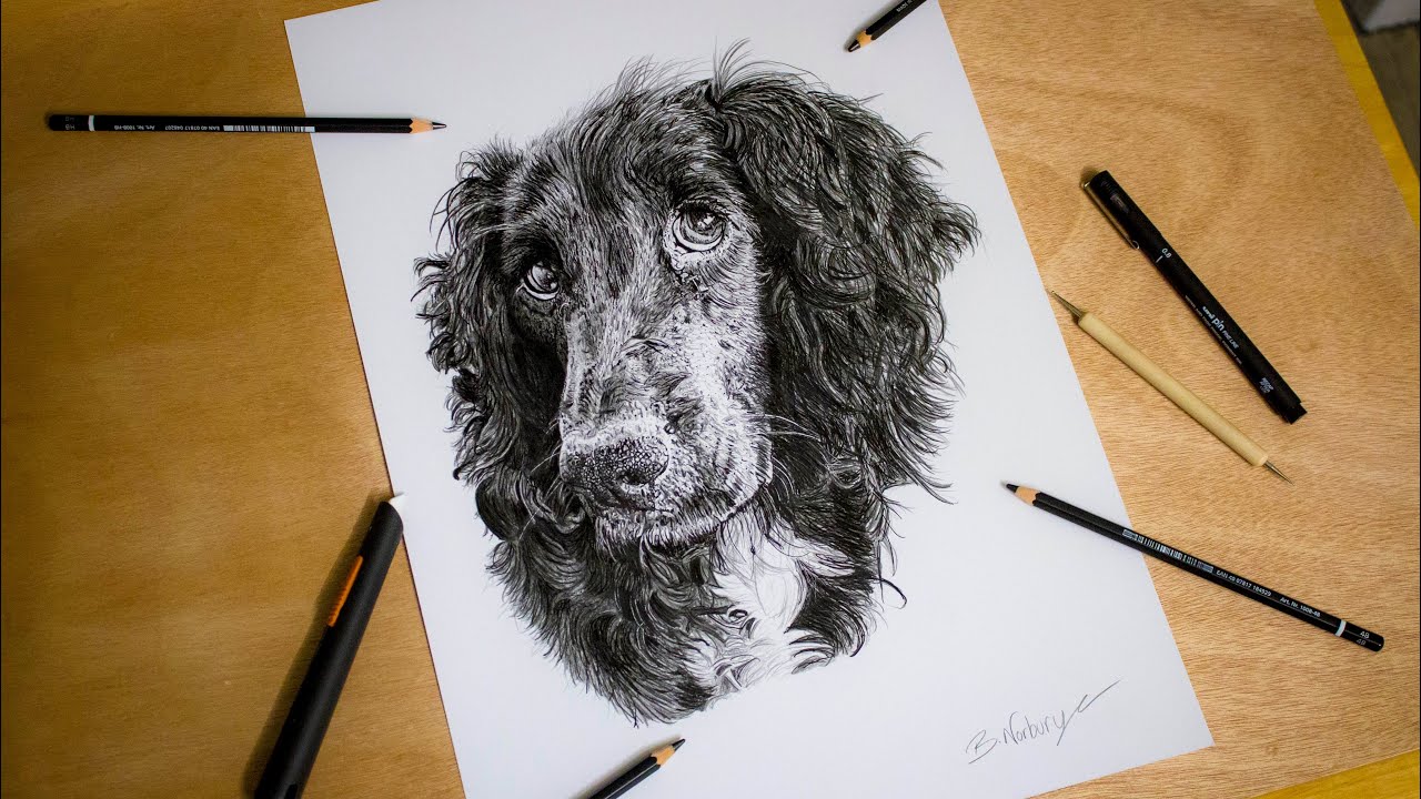 Cocker Spaniel Dog Drawing | Time lapse - YouTube