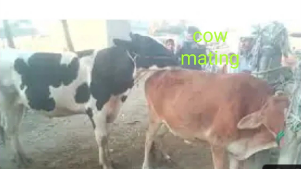 cow mating animal breeding natural mating natural - YouTube