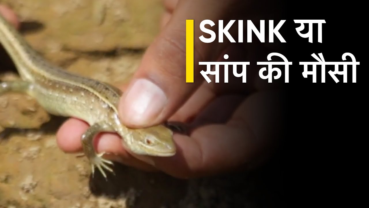 सांप की मौसी सच्चाई जानकर दंग रह जाएंगे आप | Skink In Hindi | Science ...