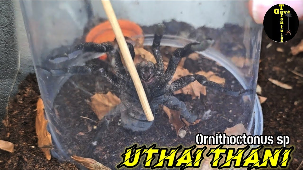 How I rehouse my Ornithoctonus sp Uthai thani ( Dancing Earth Tiger ) # ...